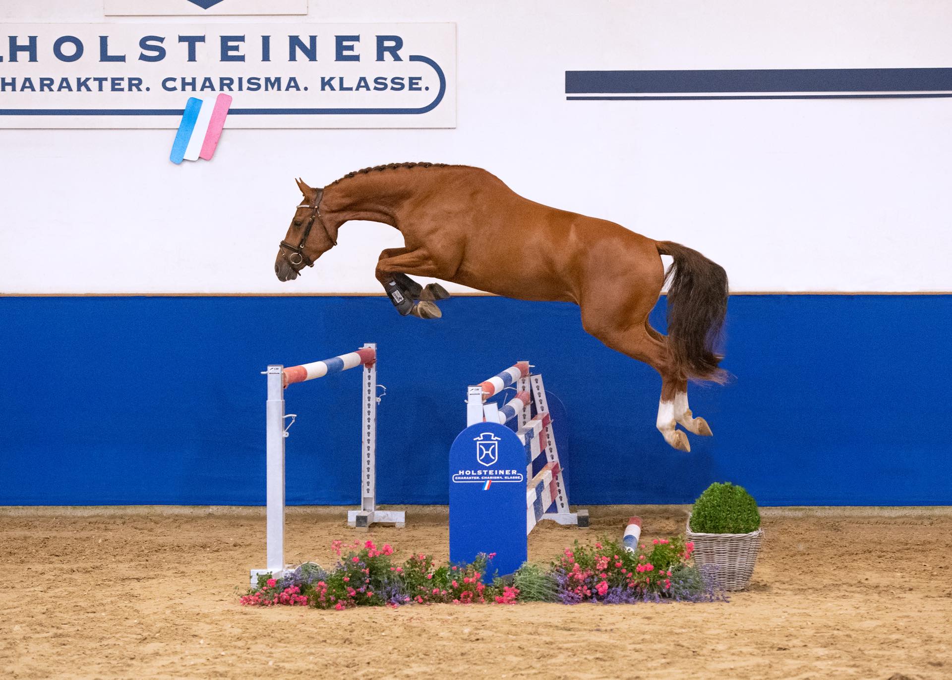 Collezione Asta d’Elite del 2022 Elmshorn – Germania – Holsteiner Verband